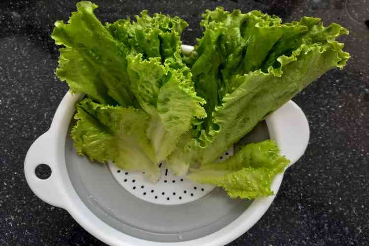 Lechugas frescas listas para ensalada